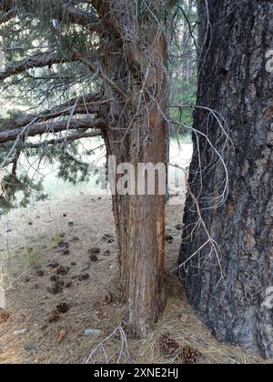 Sierra juniper (Juniperus grandis) Plantae Stock Photo - Alamy