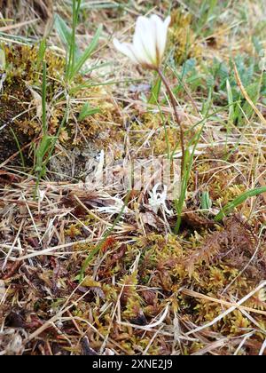 Snowdon Lily (Gagea serotina) Plantae Stock Photo - Alamy