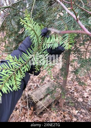 yew family (Taxaceae) Plantae Stock Photo - Alamy