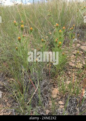 Fetid marigold (Dyssodia papposa) Plantae Stock Photo - Alamy