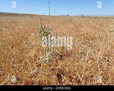 San Joaquin spearscale (Extriplex joaquinana) Plantae Stock Photo - Alamy