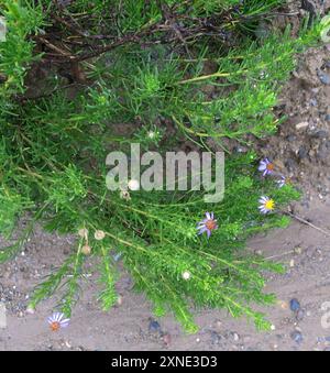 Fine Felicia (Felicia filifolia) Plantae Stock Photo - Alamy