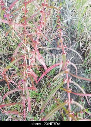 Scarlet Toothcup (Ammannia coccinea) Plantae Stock Photo - Alamy