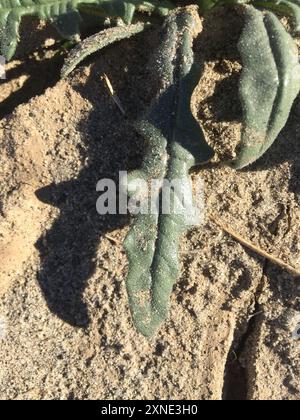 Blazingstars (Mentzelia) Plantae Stock Photo - Alamy