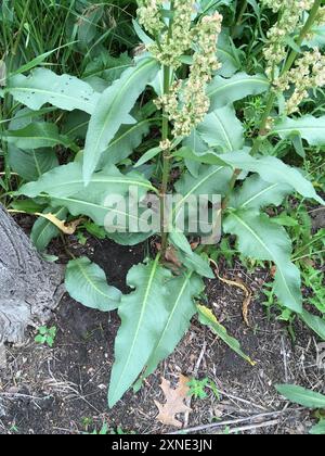 Patience Dock (Rumex patientia) Plantae Stock Photo - Alamy