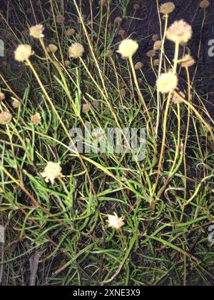 Skeletonleaf Goldeneye (Sidneya tenuifolia) Plantae Stock Photo - Alamy