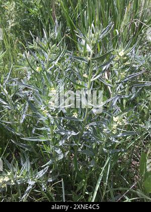 western stoneseed (Lithospermum ruderale) Plantae Stock Photo - Alamy