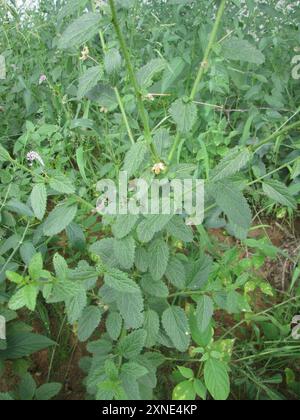 (Liorhyssus natalensis) Insecta Stock Photo - Alamy