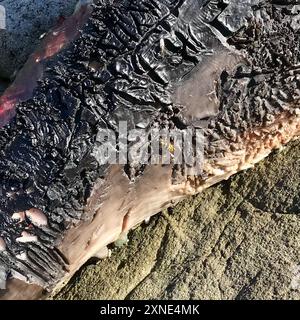 Alaska Yellowjacket (Vespula alascensis) Insecta Stock Photo - Alamy