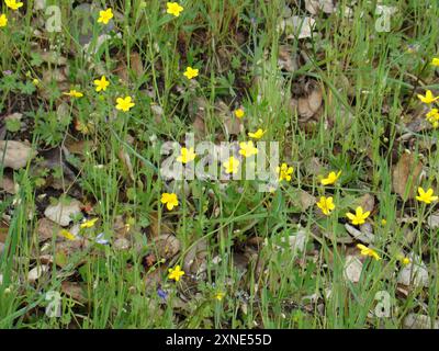 Western Buttercup (Ranunculus occidentalis) Plantae Stock Photo - Alamy