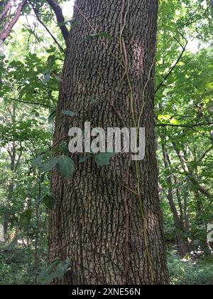 pumpkin ash (Fraxinus profunda) Plantae Stock Photo - Alamy