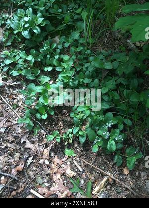 heath speedwell (Veronica officinalis) Plantae Stock Photo - Alamy