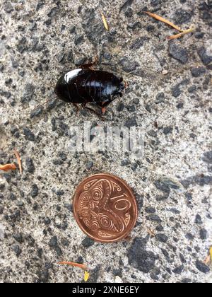 Cockroaches and Termites (Blattodea) Insecta Stock Photo - Alamy