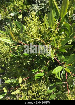 Toyon (Heteromeles arbutifolia) Plantae Stock Photo - Alamy