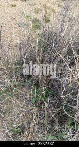 Big Galleta (Hilaria rigida) Plantae Stock Photo - Alamy