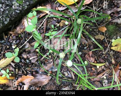 Shortleaf Spikesedge (Cyperus brevifolius), Plantae, North Island ...