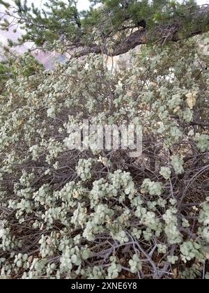Roundleaf buffaloberry (Shepherdia rotundifolia) Plantae Stock Photo ...