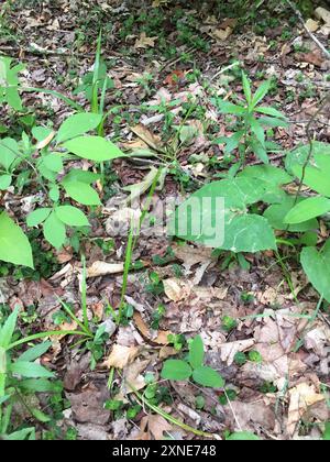 graceful sedge (Carex gracillima) Plantae Stock Photo - Alamy