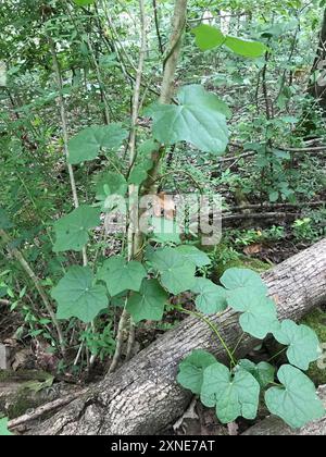 moonseed (Menispermum canadense) Plantae Stock Photo - Alamy