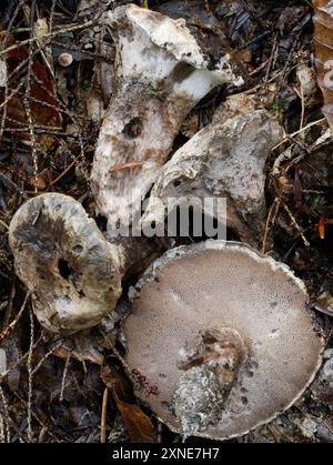 grey falsebolete (Boletopsis grisea) Fungi Stock Photo - Alamy