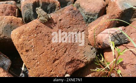 Hong Kong Rice-paddy Frog (Fejervarya multistriata), Amphibia ...