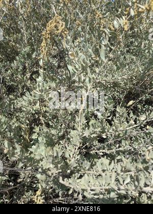 Mediterranean Saltbush (Atriplex halimus) Plantae Stock Photo - Alamy