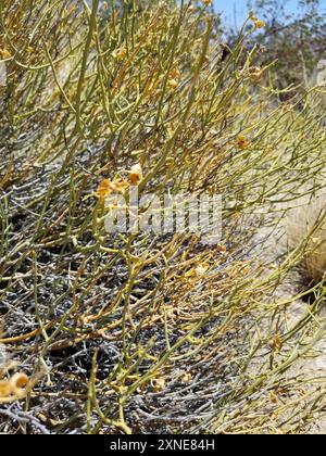 Turpentine Broom (Thamnosma montana), Plantae, Anza-Borrego Desert ...