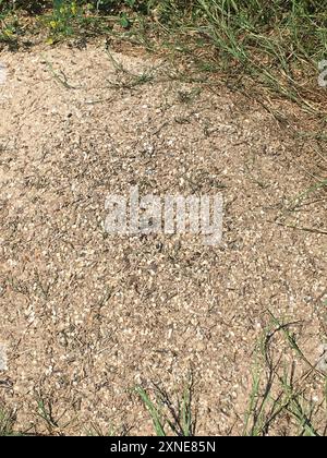 Red Harvester Ant (Pogonomyrmex barbatus) Insecta Stock Photo - Alamy