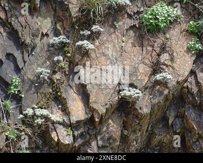 (Crossostephium chinense) Plantae Stock Photo - Alamy