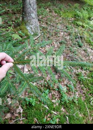 red spruce (Picea rubens) Plantae Stock Photo - Alamy