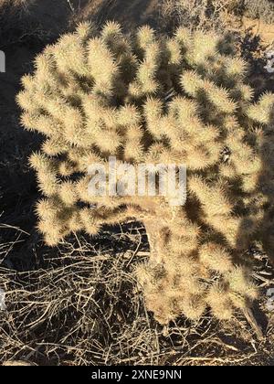 Silver Cholla (Cylindropuntia echinocarpa) Plantae Stock Photo - Alamy