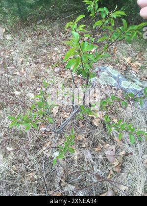 fire cherry (Prunus pensylvanica) Plantae Stock Photo - Alamy