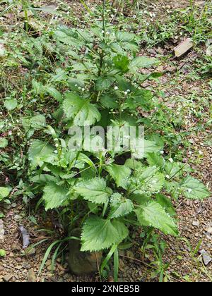 (Adenostemma lavenia lavenia Stock Photo - Alamy