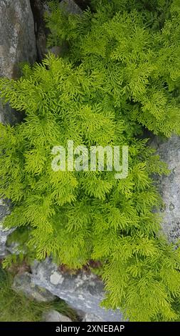 parsley fern (Cryptogramma crispa) Plantae Stock Photo - Alamy