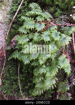 stairstep moss (Hylocomium splendens) Plantae Stock Photo - Alamy