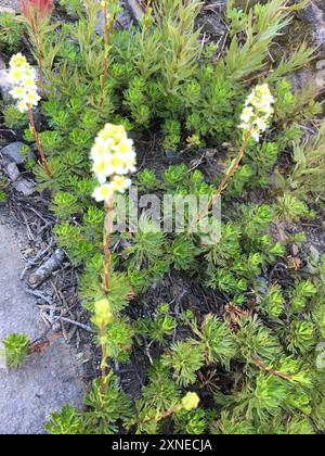 Partridgefoot (Luetkea pectinata) Plantae Stock Photo - Alamy