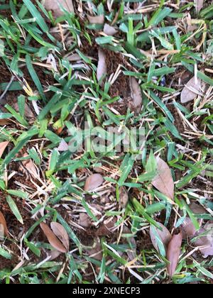 Saint Augustine grass (Stenotaphrum secundatum) Plantae Stock Photo - Alamy