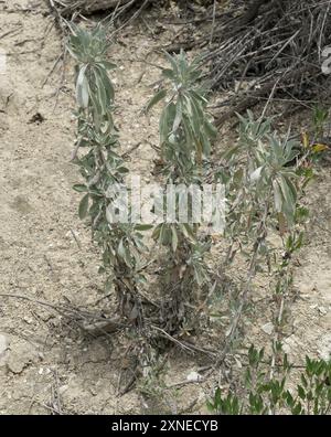 white sage (Salvia apiana) Plantae Stock Photo - Alamy