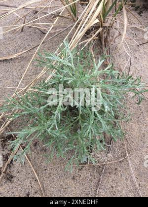 Field Sagewort (Artemisia campestris) Plantae Stock Photo - Alamy