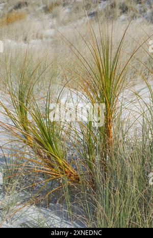Pingao (Ficinia spiralis) Plantae Stock Photo - Alamy