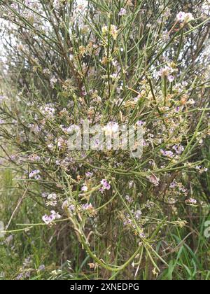 New Zealand common broom (Carmichaelia australis) Plantae Stock Photo ...