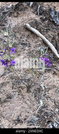 Manyflowered Ipomopsis (Ipomopsis multiflora) Plantae Stock Photo - Alamy