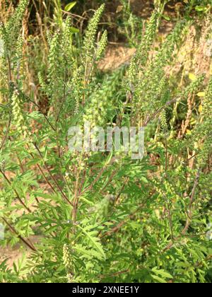 common ragweed (Ambrosia artemisiifolia) Plantae Stock Photo - Alamy