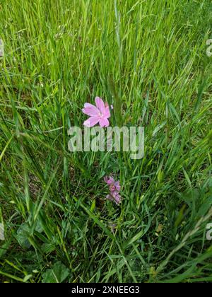 checkerbloom (Sidalcea malviflora) Plantae Stock Photo - Alamy