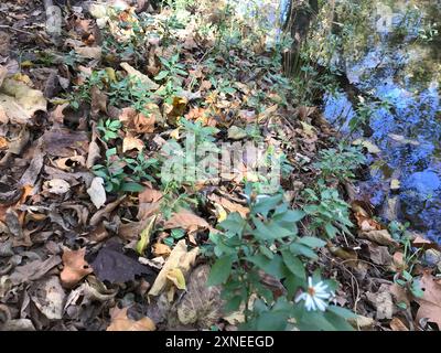 Texas aster (Symphyotrichum drummondii texanum) Plantae Stock Photo - Alamy