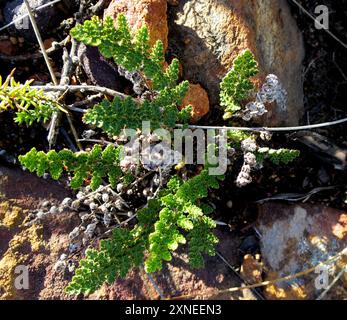 Scented Fern (Anemia caffrorum) Plantae Stock Photo - Alamy