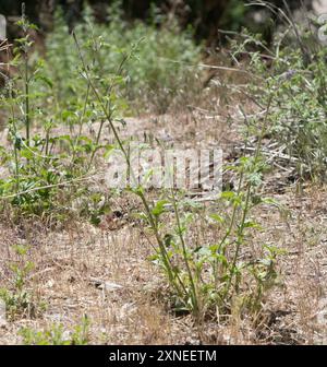 western vervain (Verbena lasiostachys) Plantae Stock Photo - Alamy