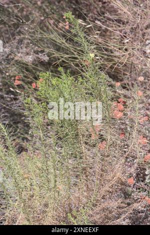 Pine-bush (Ericameria pinifolia) Plantae Stock Photo - Alamy