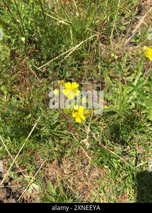 slender cinquefoil (Potentilla gracilis) Plantae Stock Photo - Alamy