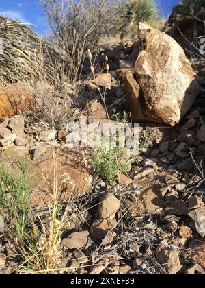 sleepy catchfly (Silene antirrhina) Plantae Stock Photo - Alamy